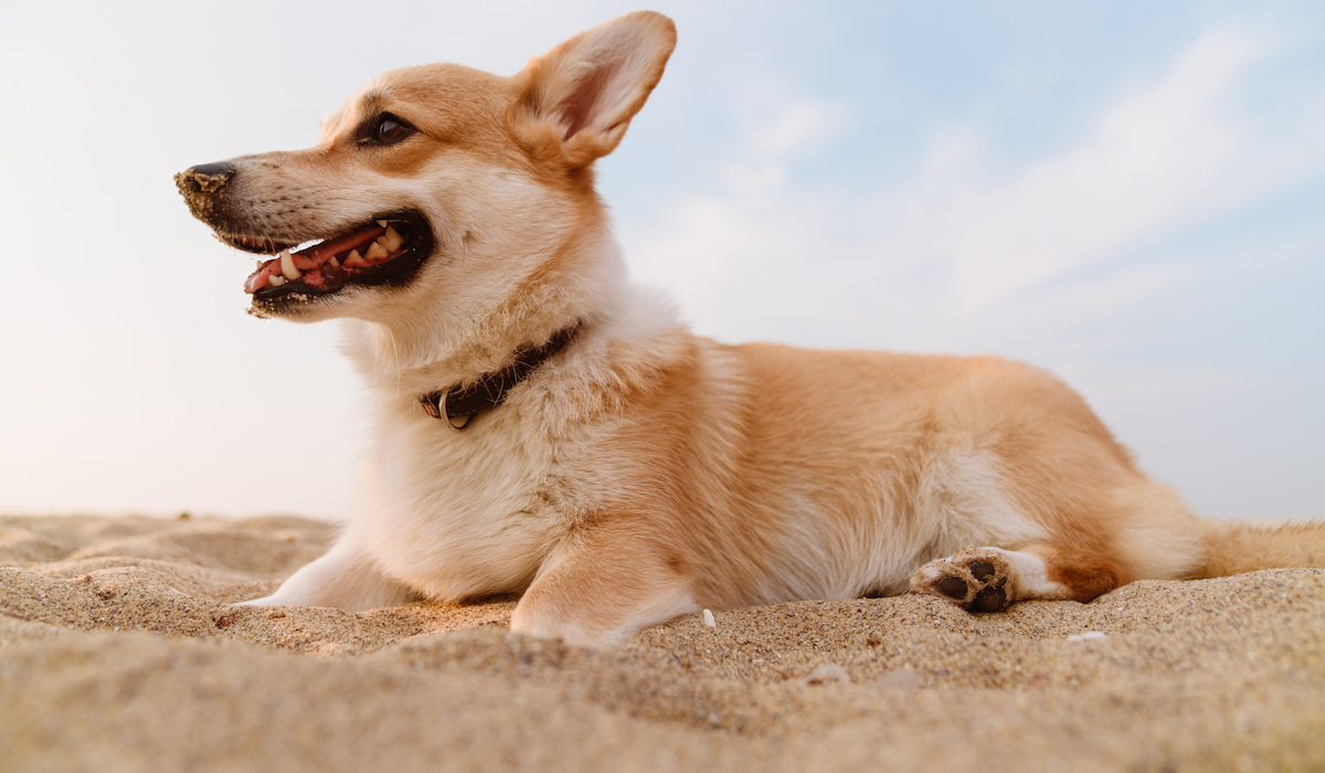 Are Corgis Aggressive? - Corgi Life