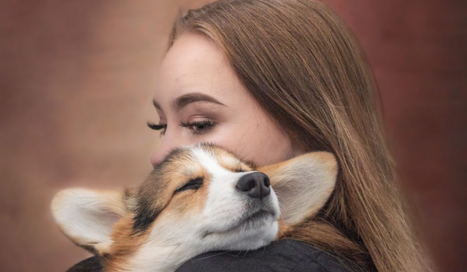Do Corgis Like to Cuddle? - Corgi Life