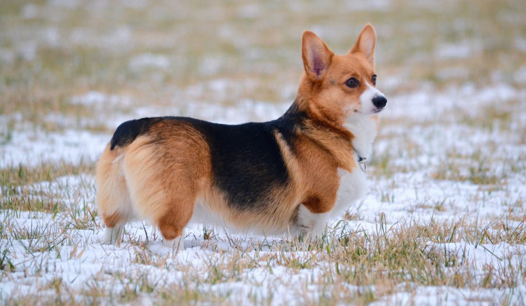 Are Corgis Born With Tails? - Corgi Life