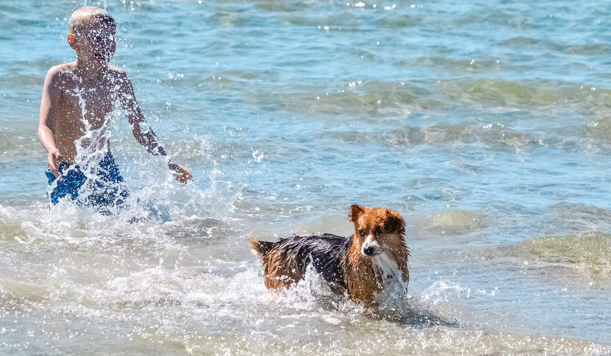 Do Corgis Like Water? - Corgi Life