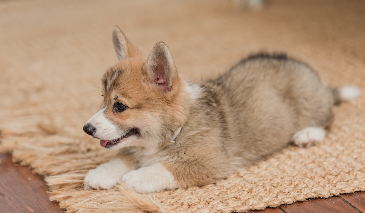 Do Corgis Fart a Lot? (Why Do They Smell?) - Corgi Life