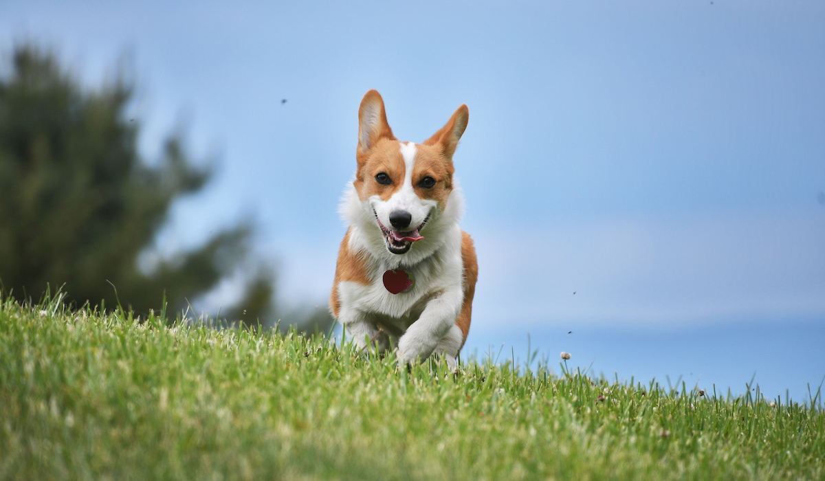 Do Corgis Get Along With Other Dogs? (All You Need to Know!) - Corgi Life