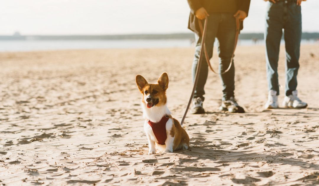 How To Train A Corgi Not To Bite A Complete Guide Corgi Life