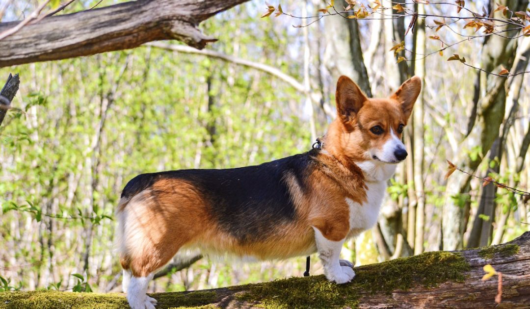 Are Pembroke Corgis Born Without Tails? - Corgi Life
