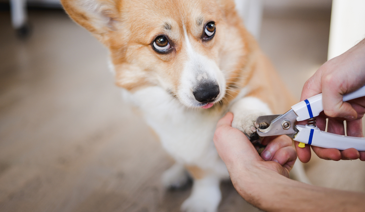 How to Trim Corgi Nails (A Complete Guide) - Corgi Life