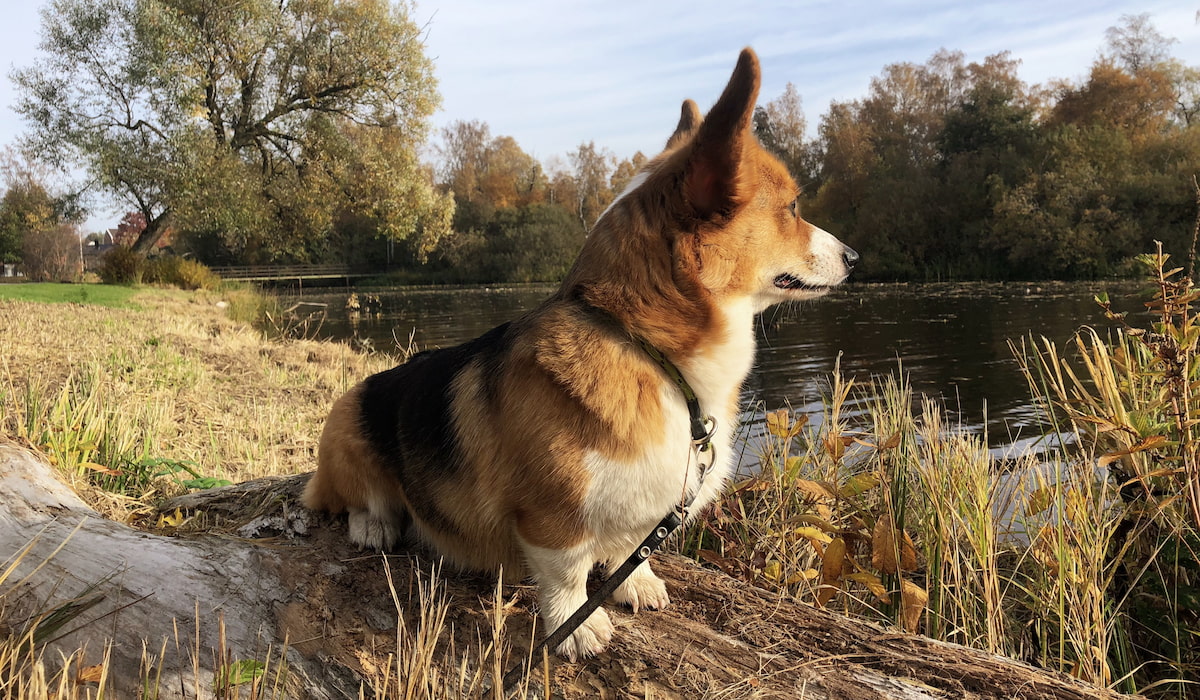 Do Corgis' Ears Stand Up Naturally? (Are They Floppy?) - Corgi Life