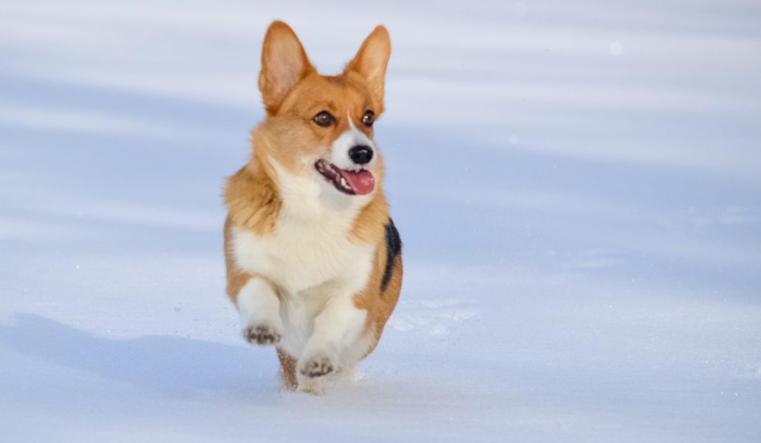 How Fast Can Corgis Run? (Observations and Distance) - Corgi Life
