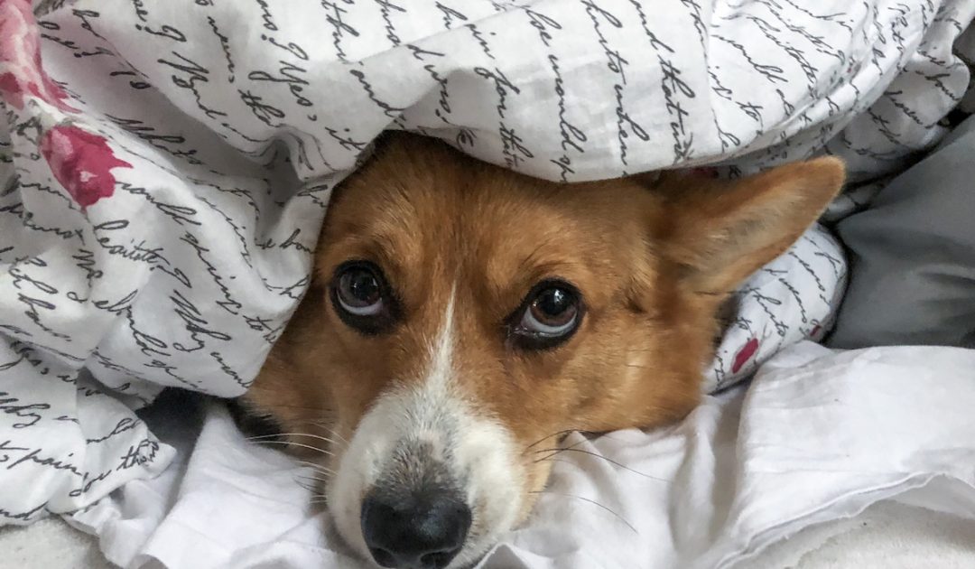 Do Corgis Whine a Lot? (9 Causes and Solutions) - Corgi Life