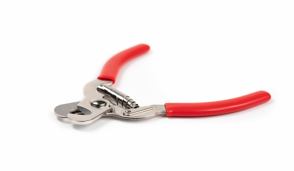 How to Trim Corgi Nails (A Complete Guide) - Corgi Life