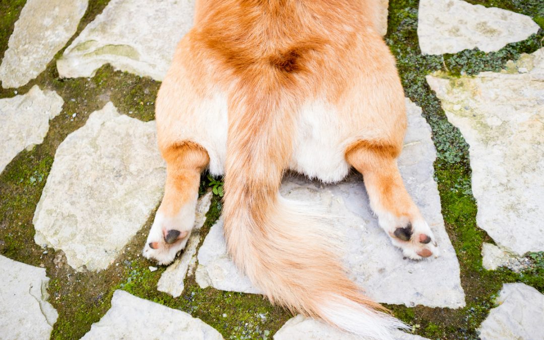 Are Pembroke Corgis Born Without Tails? - Corgi Life