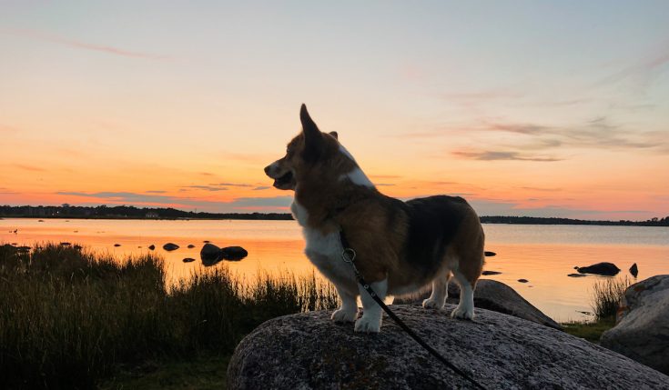 Why Does My Corgi Have Long Legs? (Is It Normal?) - Corgi Life